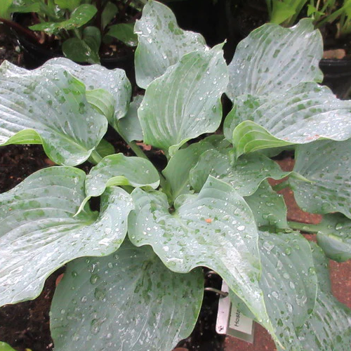 Steal the Spotlight Hosta – The Happy Hosta