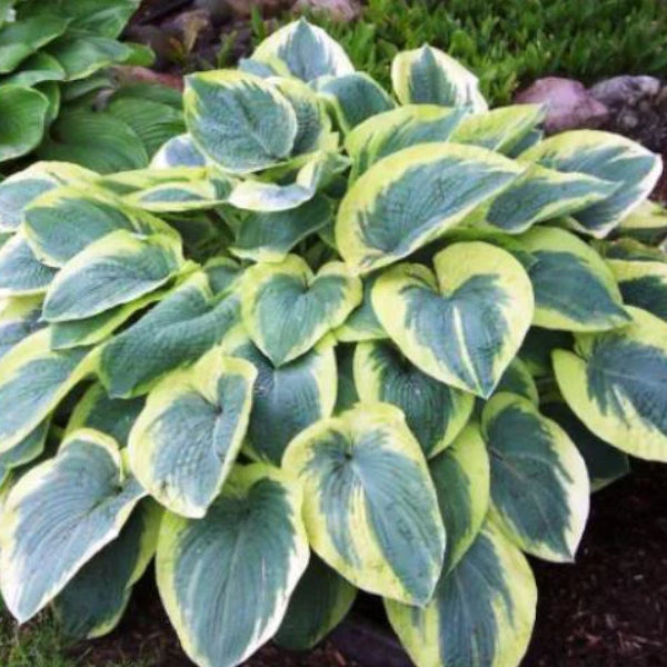 American Halo Hosta – The Happy Hosta