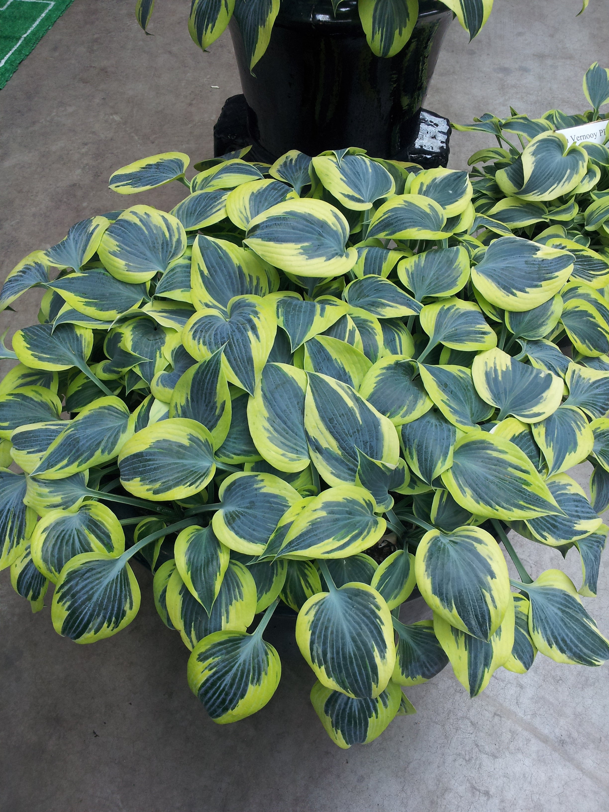 The Happy Hosta