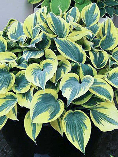 The Happy Hosta