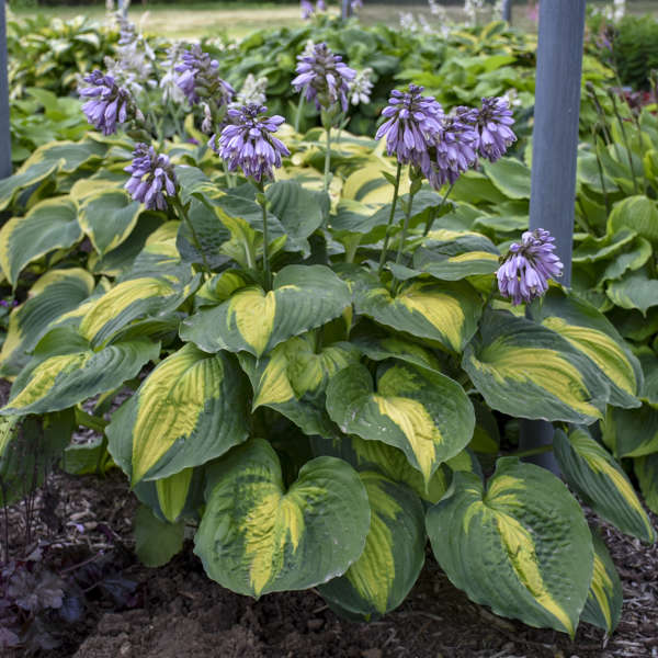 The Happy Hosta