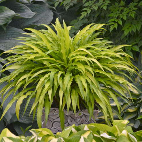 Curly Fries Hosta – The Happy Hosta