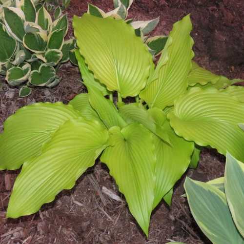 Gabriel's Horn Hosta – The Happy Hosta