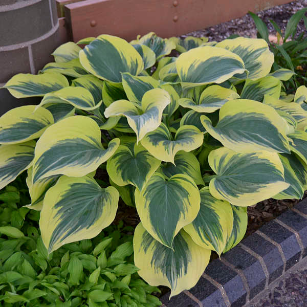 Liberty Hosta – The Happy Hosta