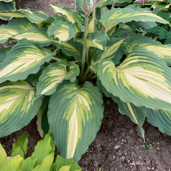 Love Story Hosta – The Happy Hosta