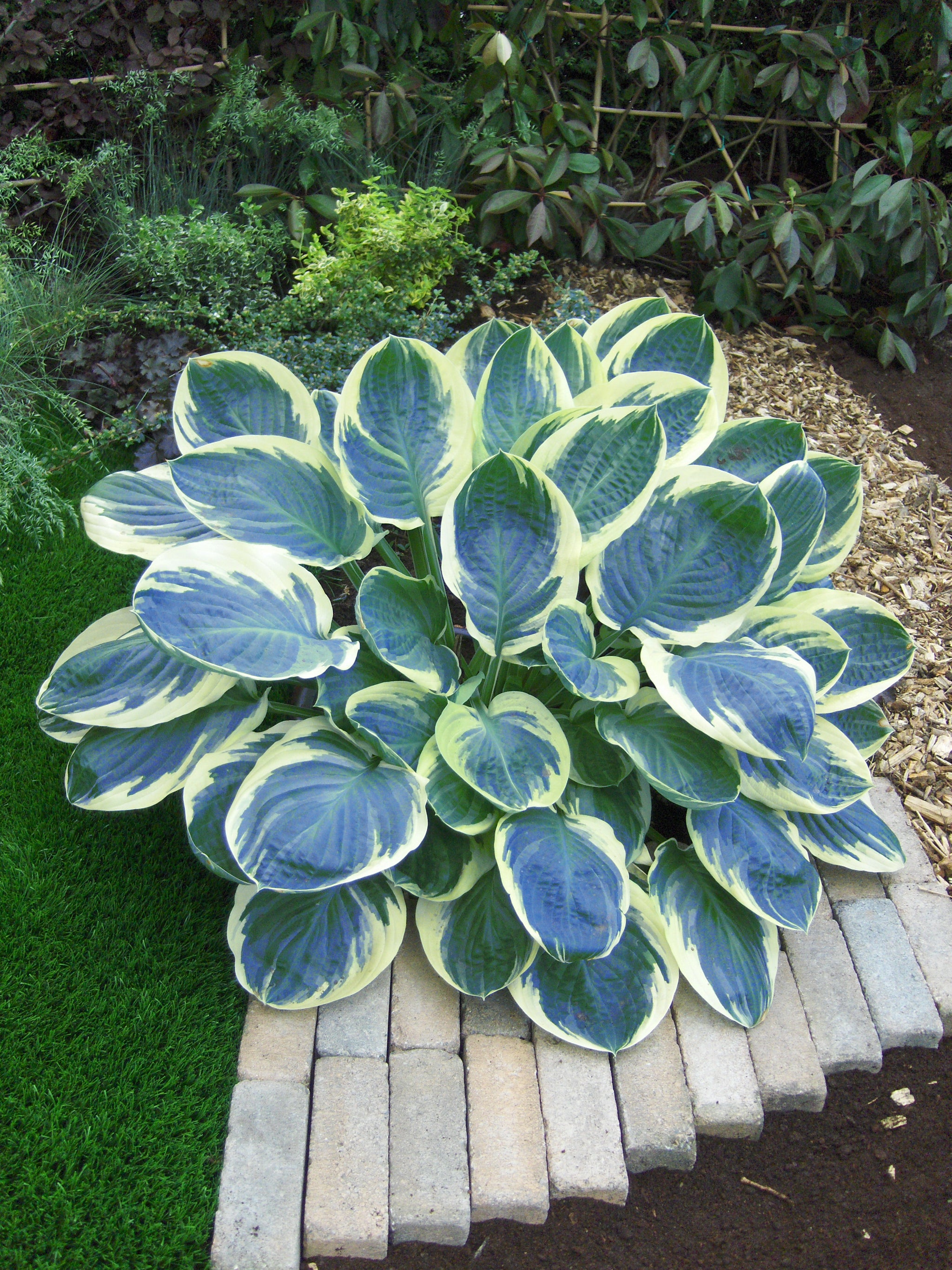 Orion's Belt Hosta – The Happy Hosta