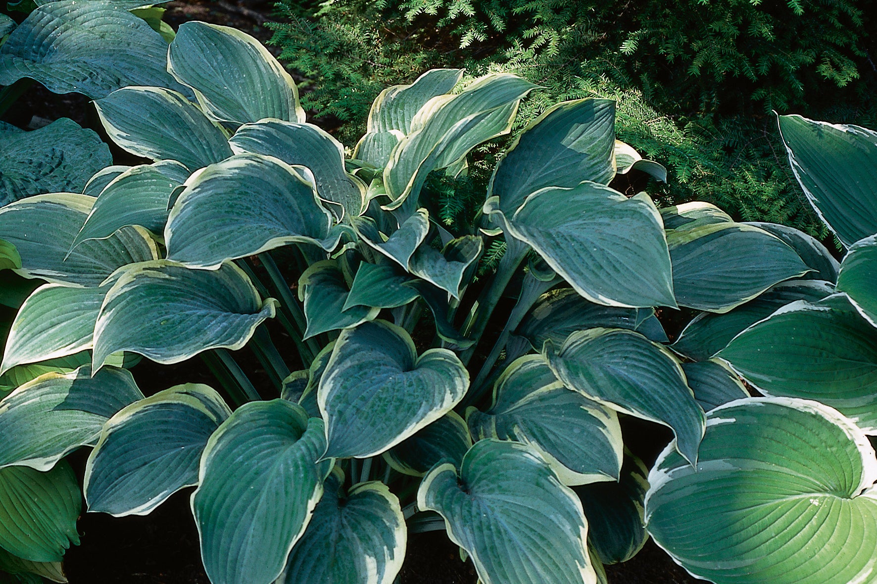 Regal Splendor Hosta – The Happy Hosta