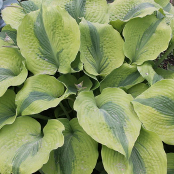 Products – The Happy Hosta