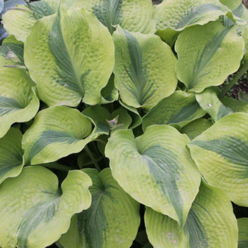 Afterglow Hosta – The Happy Hosta
