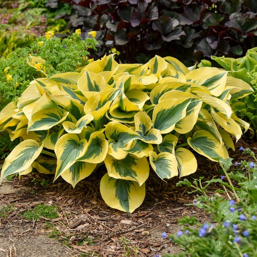 The Happy Hosta