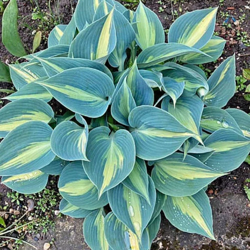 Catherine Hosta – The Happy Hosta
