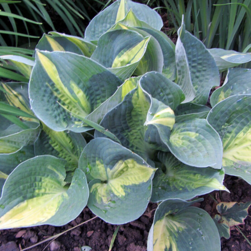 Dream Queen Hosta – The Happy Hosta