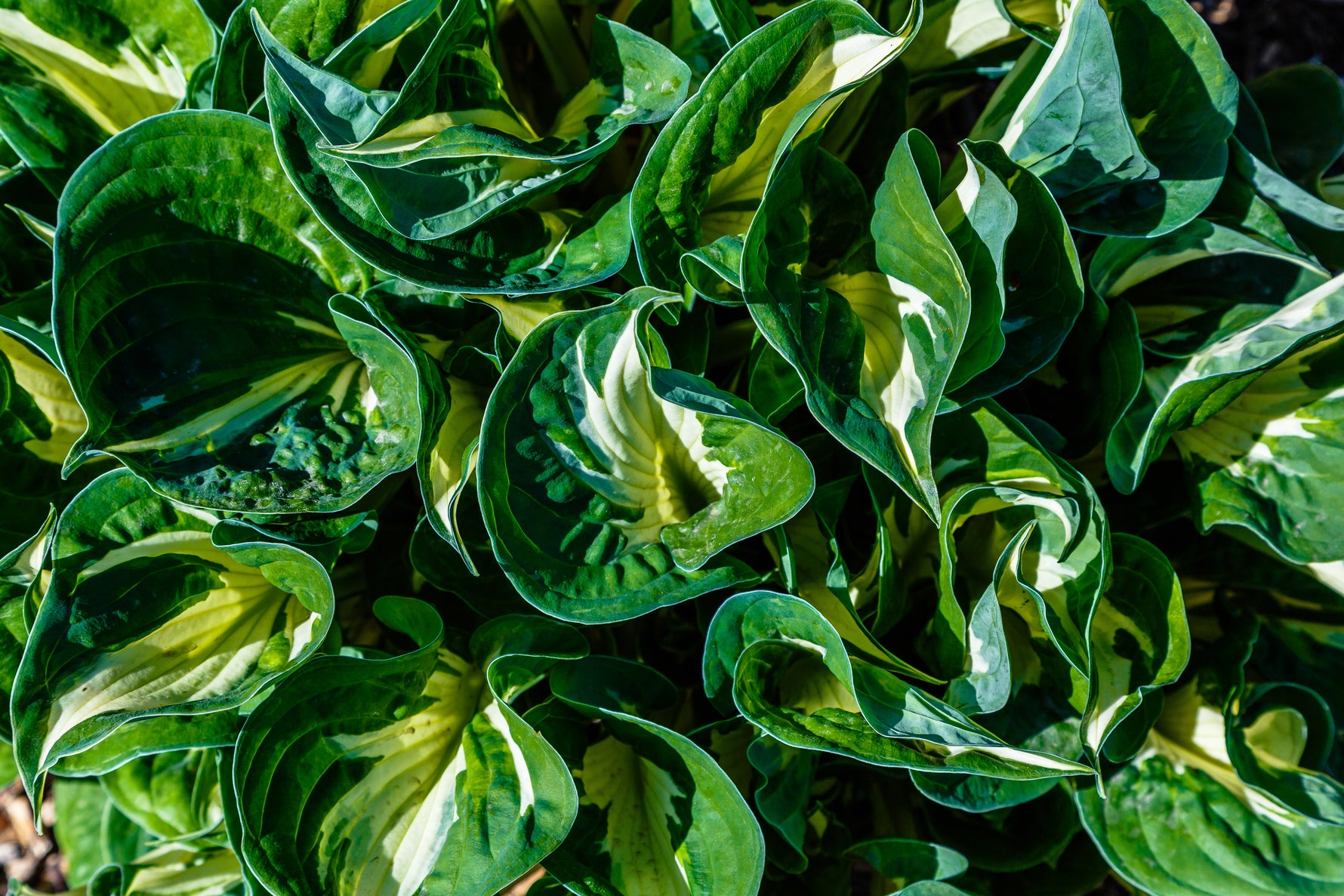 The Happy Hosta