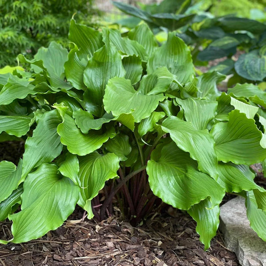 Products – Page 11 – The Happy Hosta