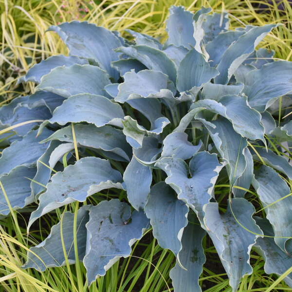 Tears In Heaven Hosta – The Happy Hosta