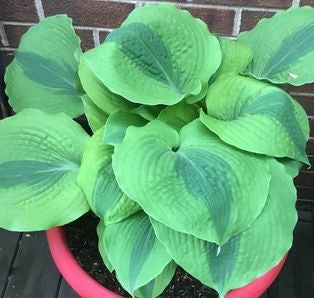 The Happy Hosta