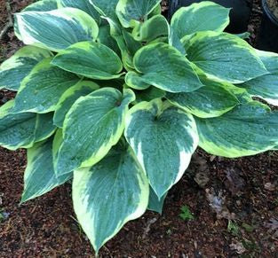 The Happy Hosta