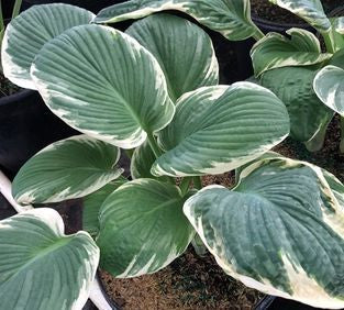 The Happy Hosta