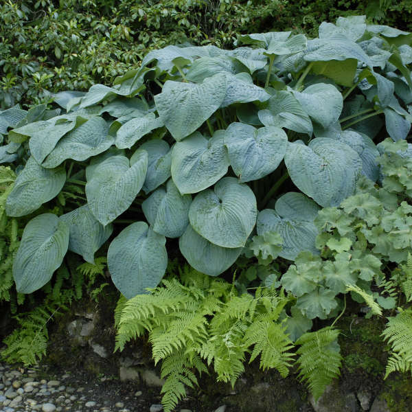 The Happy Hosta