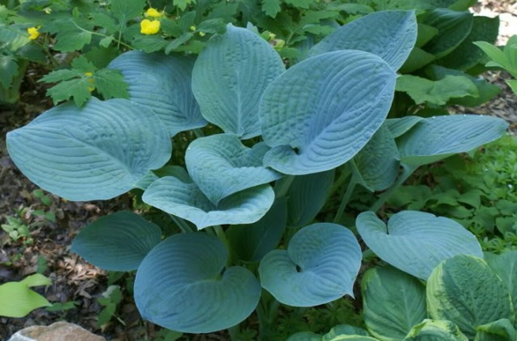 The Happy Hosta