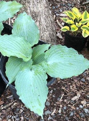 Diamond Lake Hosta Liners – The Happy Hosta