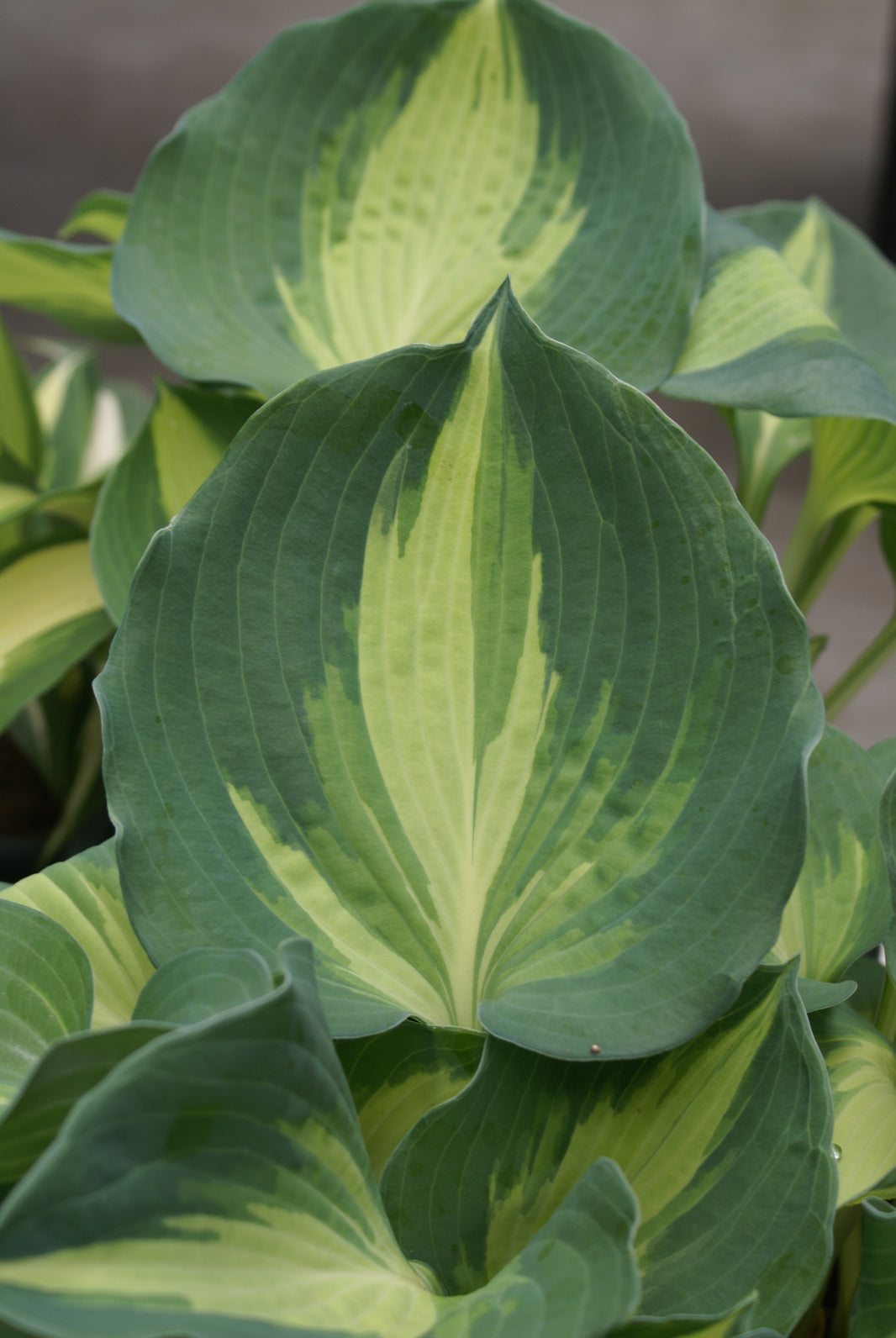 The Happy Hosta