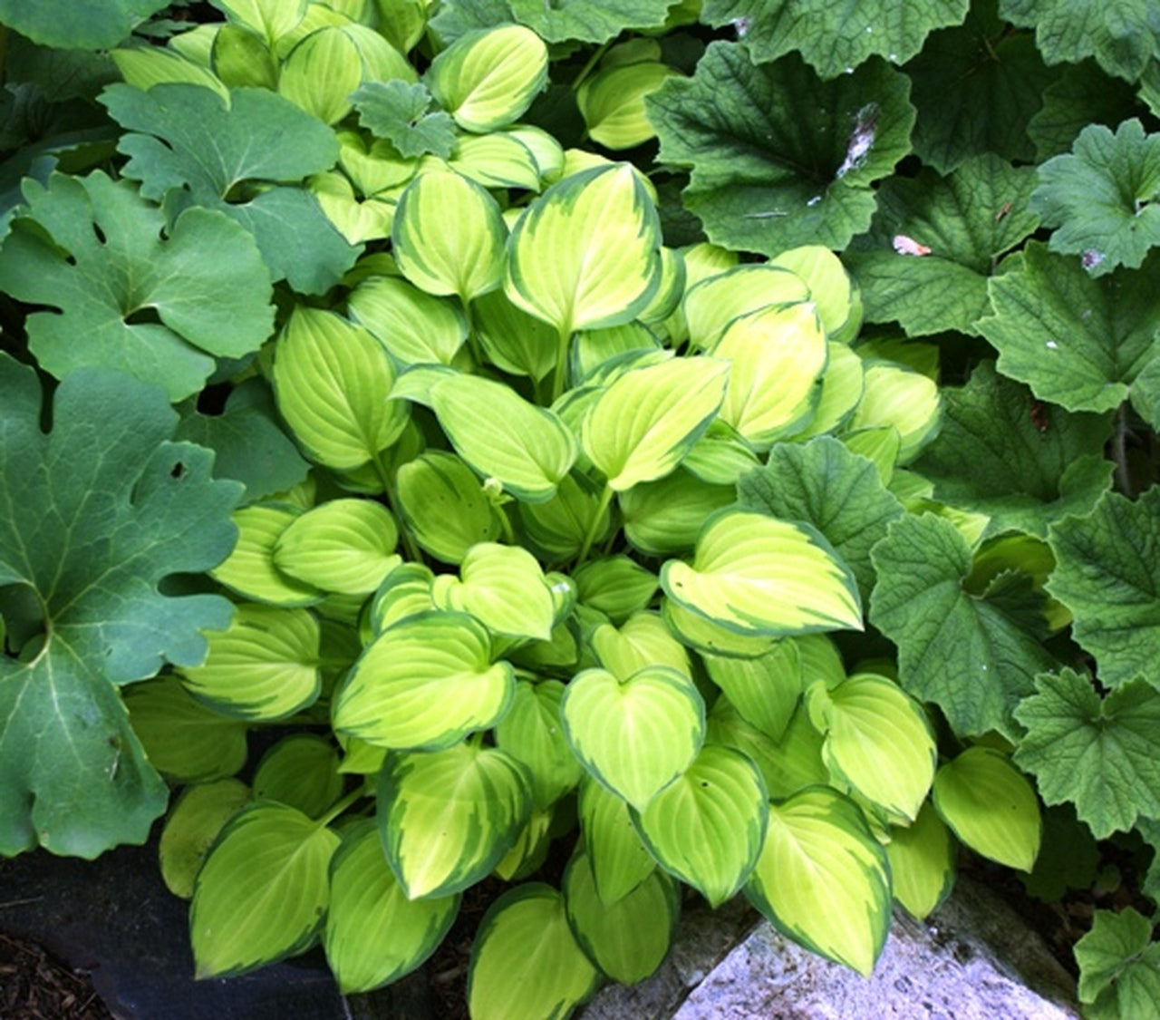Products – Page 5 – The Happy Hosta