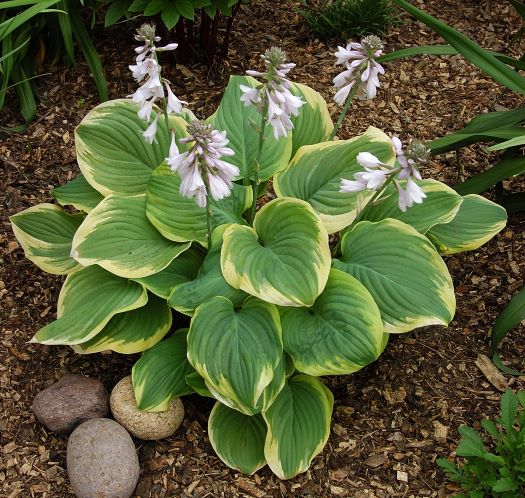 Fragrant Bouquet Hosta – The Happy Hosta