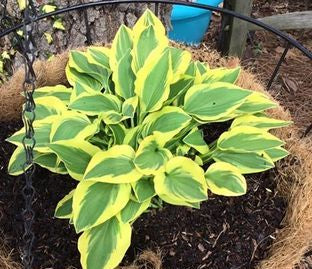 Grand Prize Hosta – The Happy Hosta