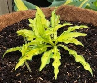 Kabitan Hosta – The Happy Hosta