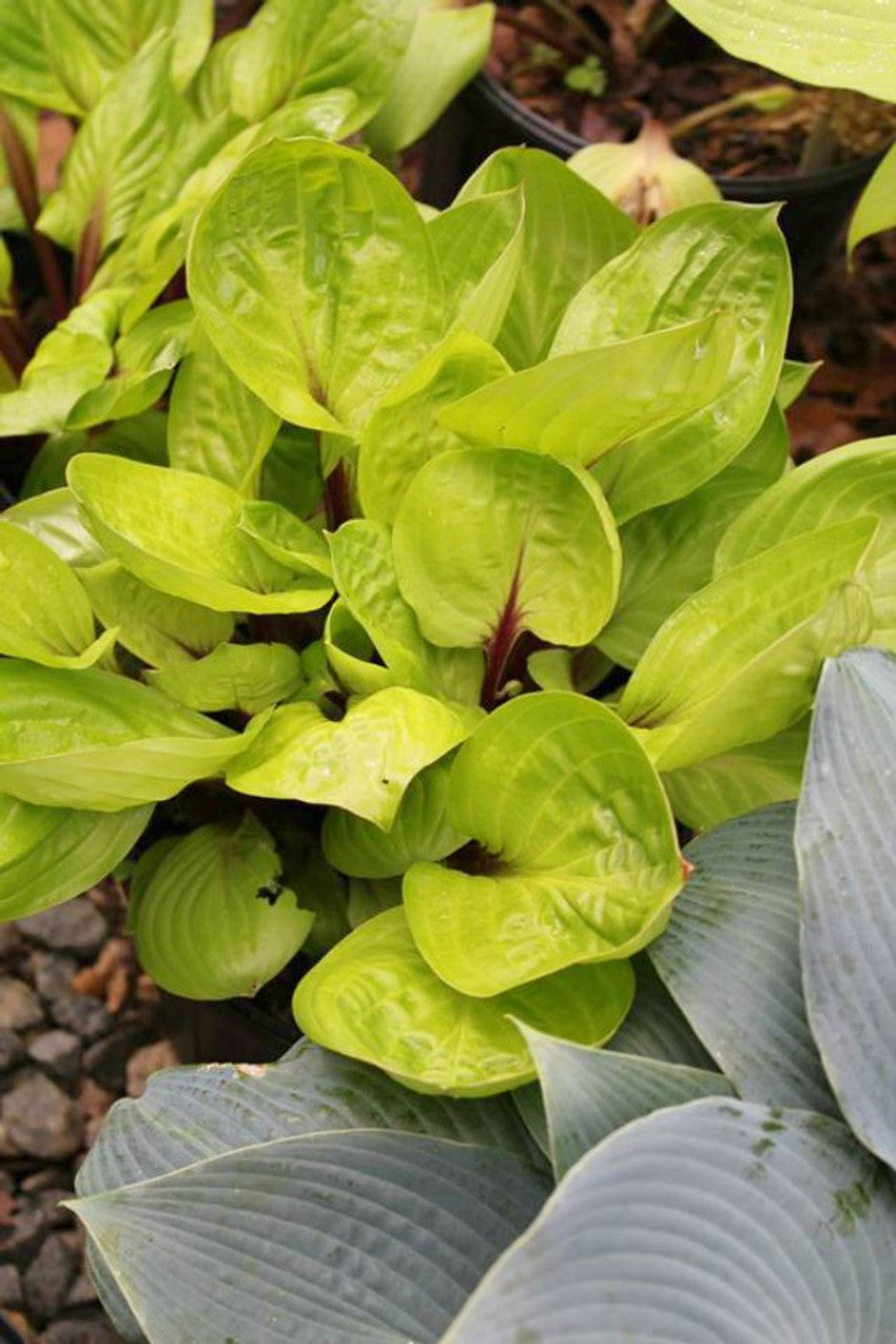 Currently Available – The Happy Hosta