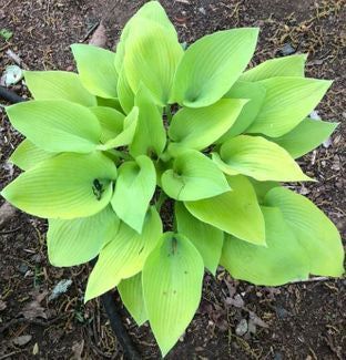 May Hosta – The Happy Hosta