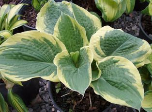Northern Exposure Hosta – The Happy Hosta