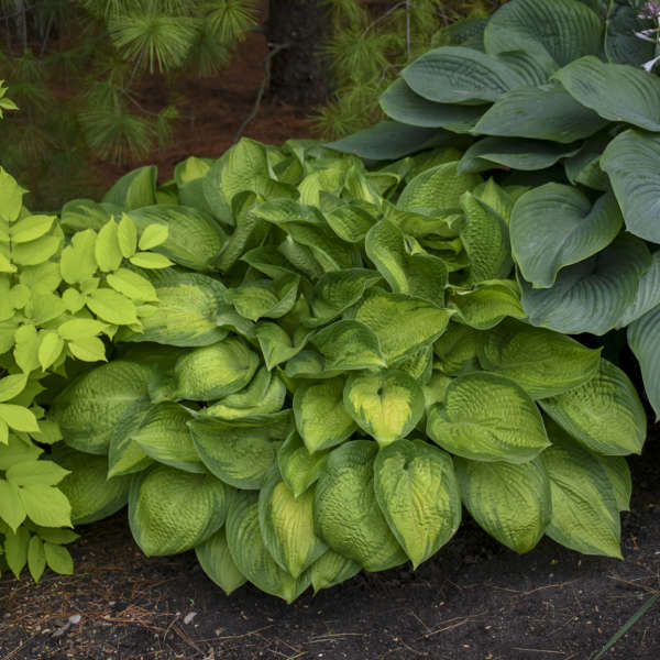 Paradigm Hosta – The Happy Hosta