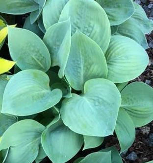 Prairie Sky Hosta – The Happy Hosta