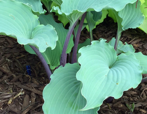 Skywriter Hosta – The Happy Hosta