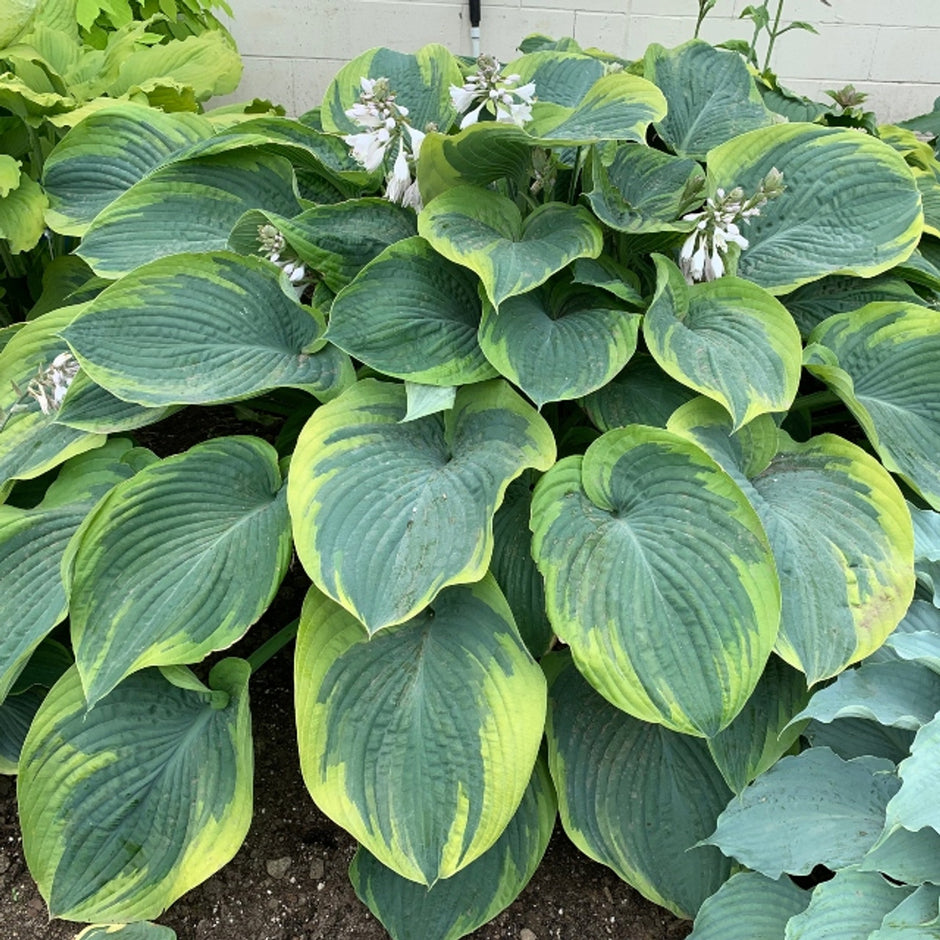 Products – Page 12 – The Happy Hosta