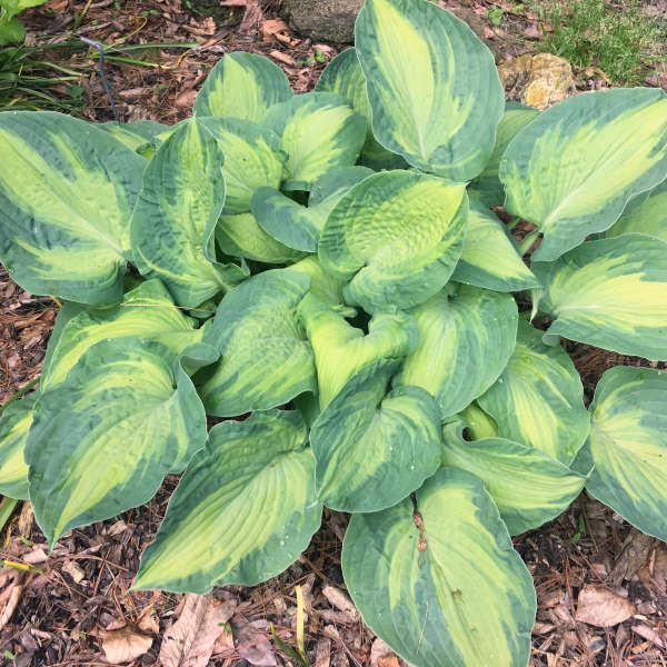Sister Act Hosta – The Happy Hosta