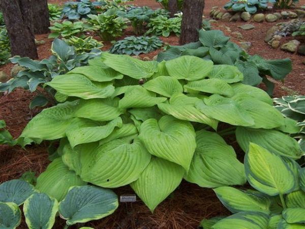Hosta of the Year – The Happy Hosta